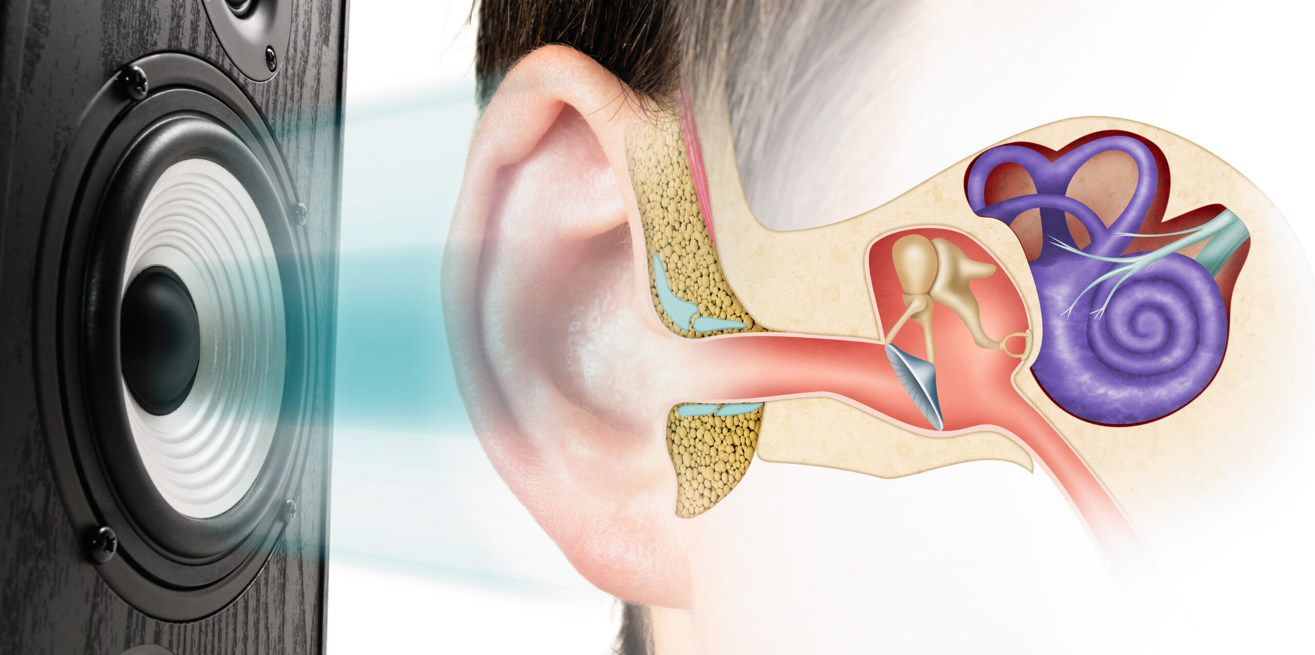 For Professionals – Audiology Services in NHS Scotland- all-ears.nhs.scot